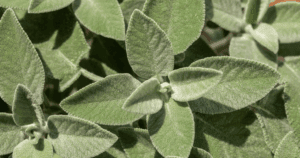 Medicinal Herbs to Grow in Early Summer