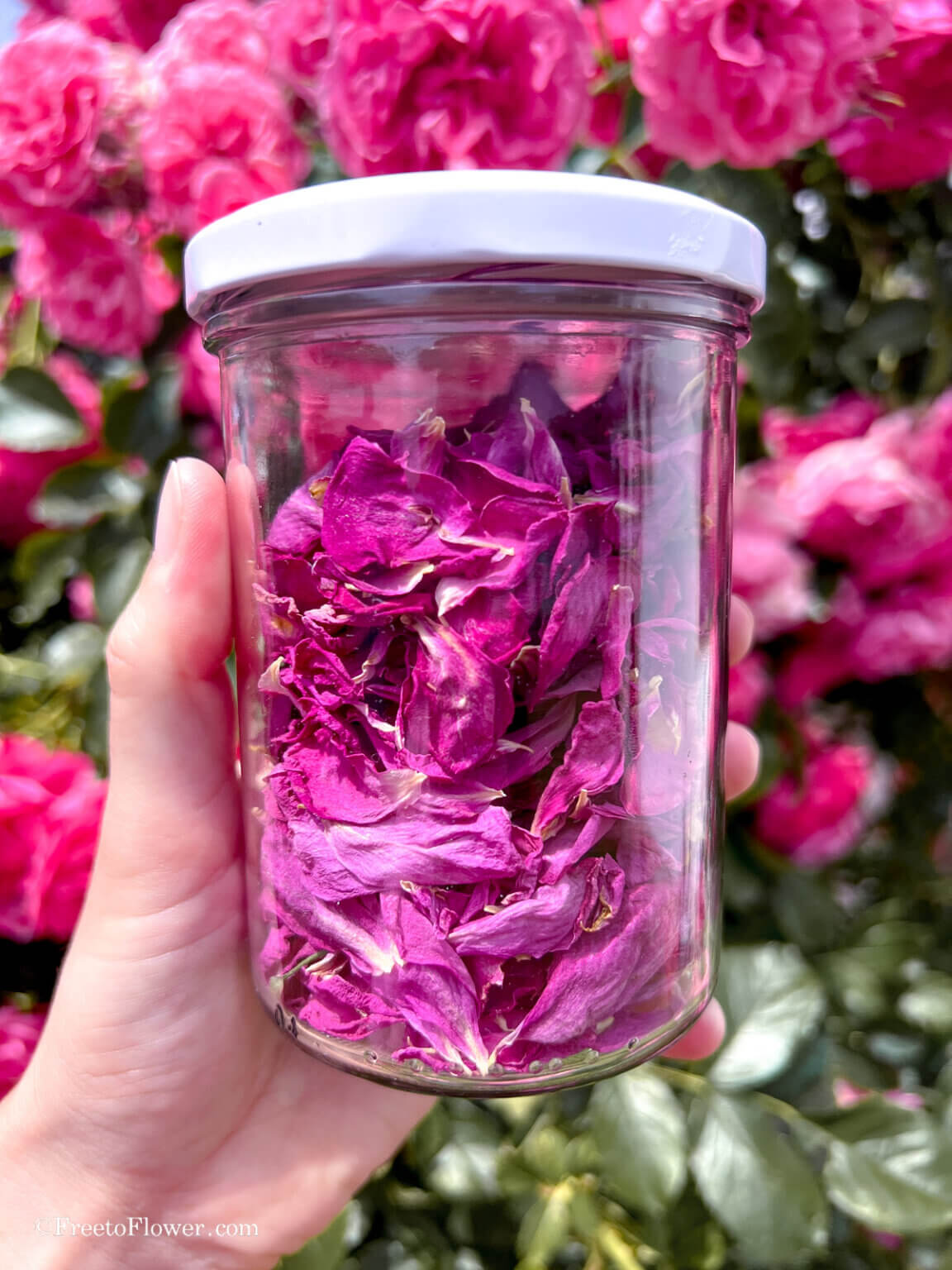 How to Harvest and Dry Rose Petals - A Complete Guide