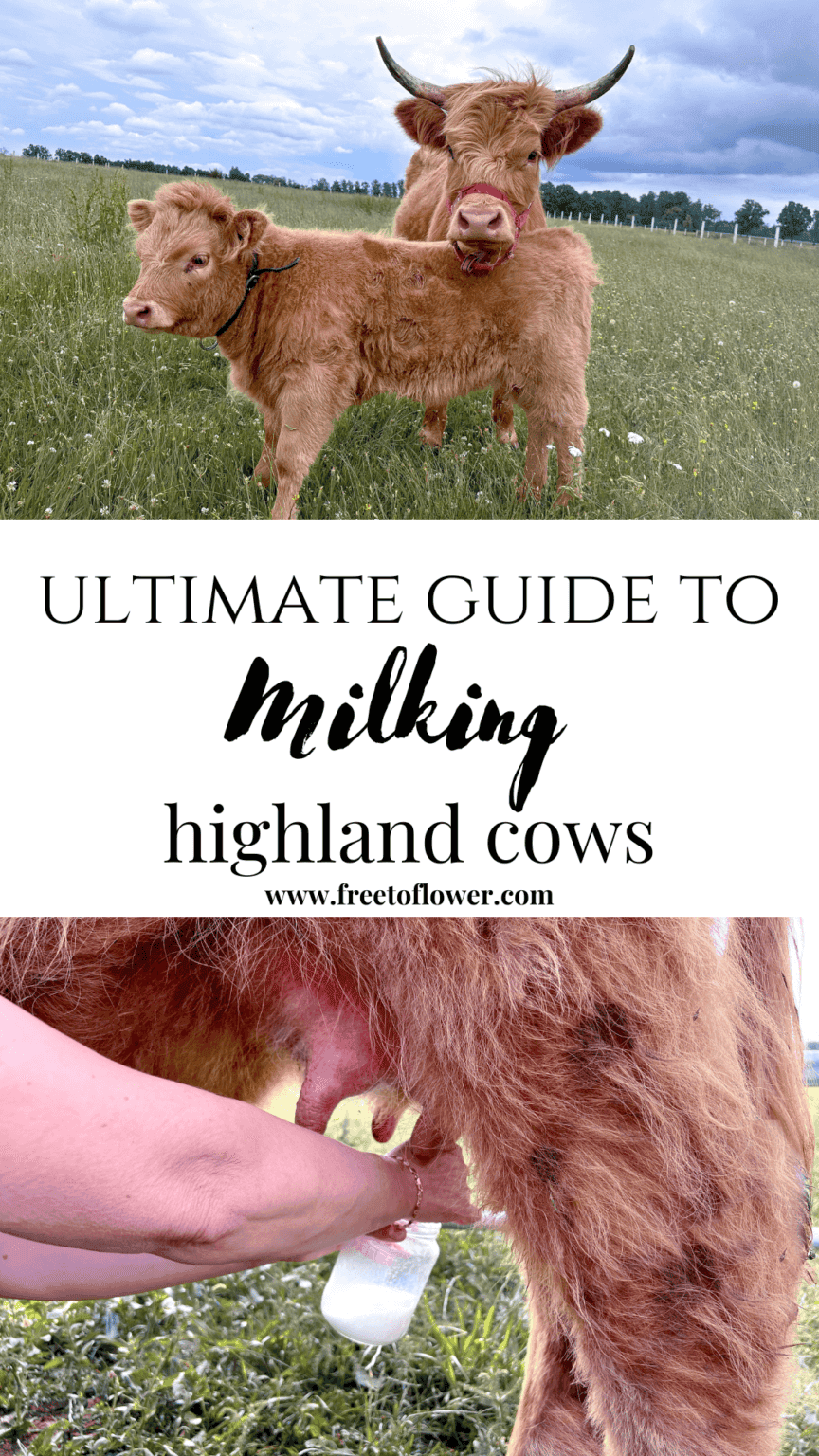 Can You Milk a Highland Cow? The Ultimate Guide