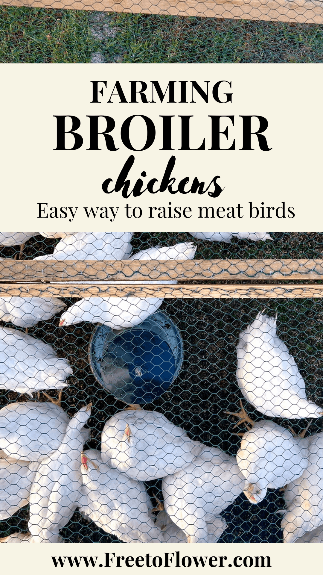 Broiler chicken farming - How to start raising broilers for meat