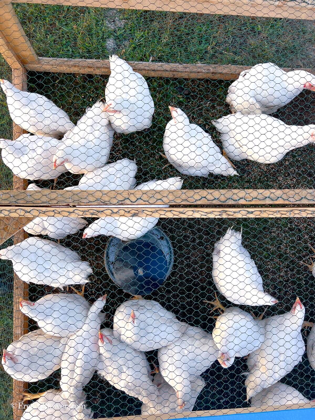 Broiler chicken farming - How to start raising broilers for meat