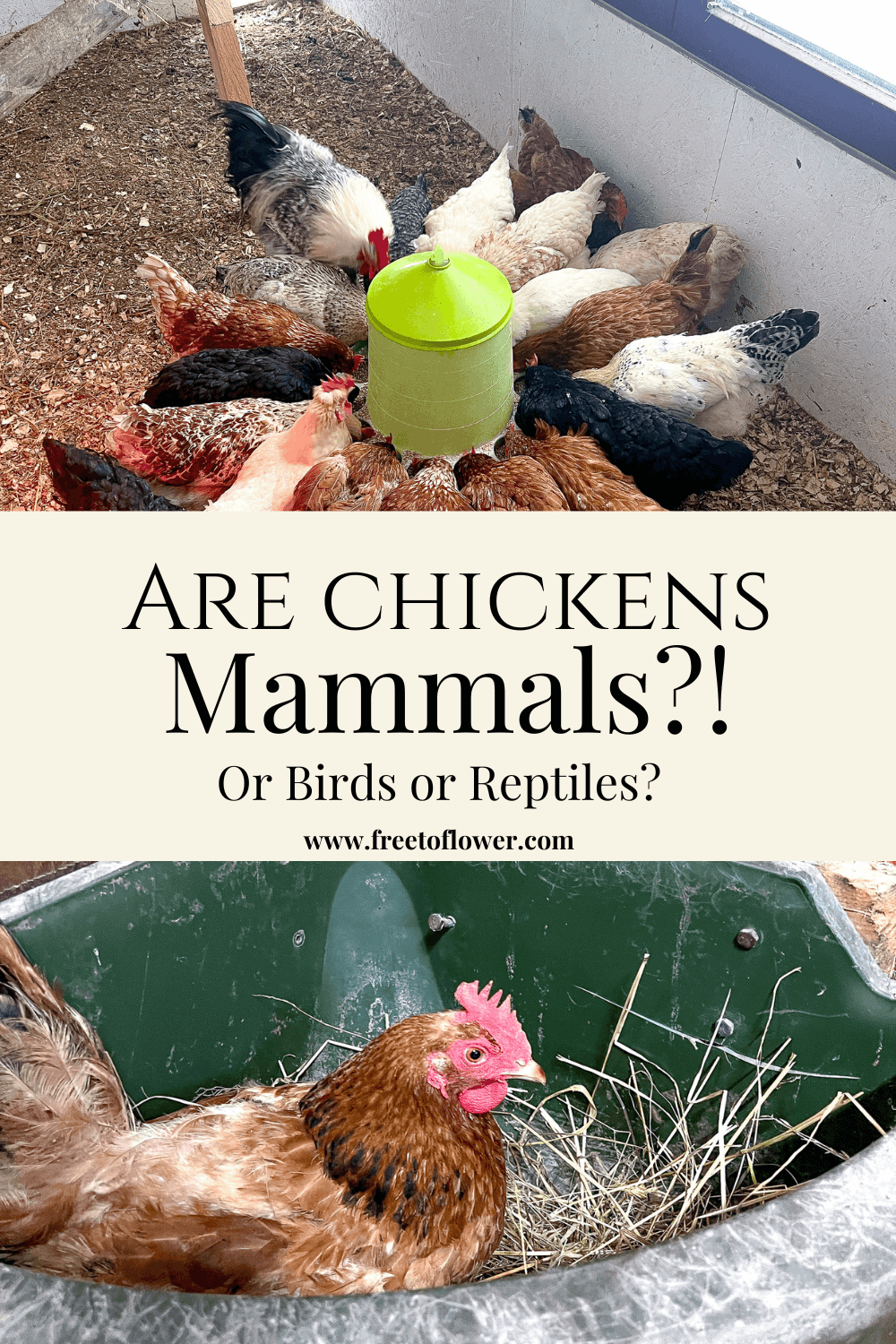 Are Chickens Mammals? Or are they classed as birds or reptiles?