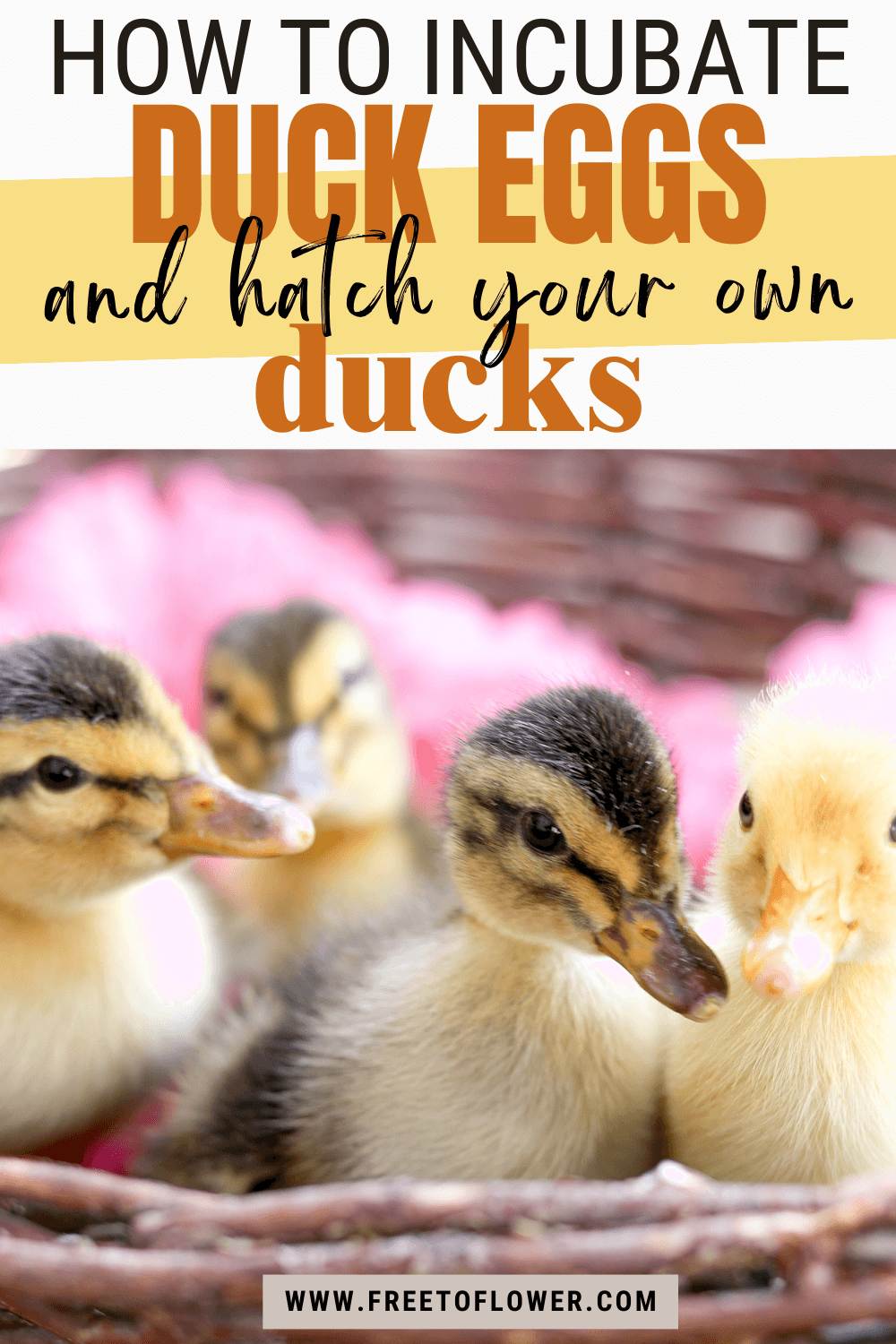 How to Incubate Duck Eggs & Hatch Your Own Ducks - Free to Flower