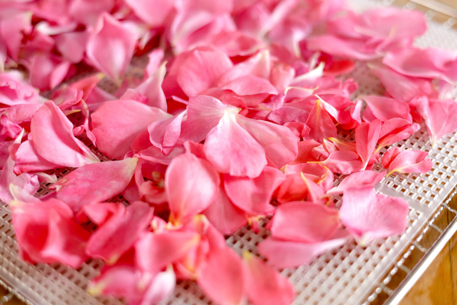 Best Ways to Dry Roses & How to Store Dried Rose Petals