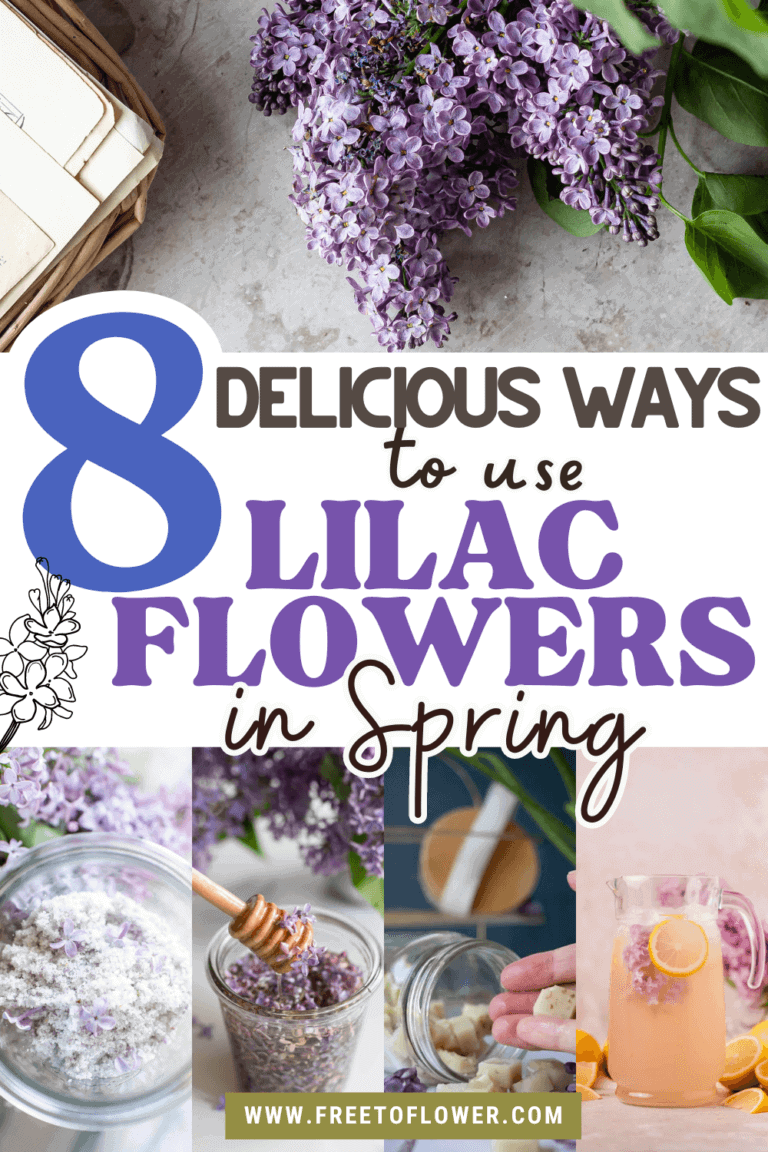 Lilac Flower Uses - Top 8 Recipes