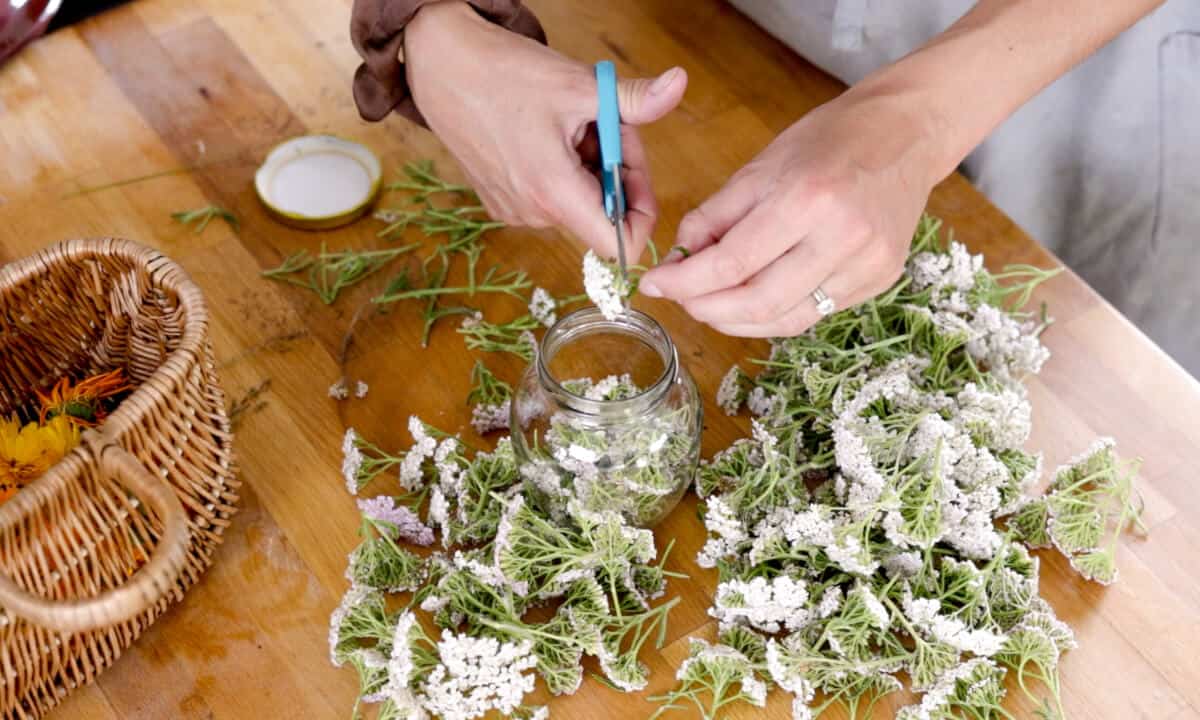 How to Make Yarrow Tincture Recipe & Medicinal Uses - Free to Flower