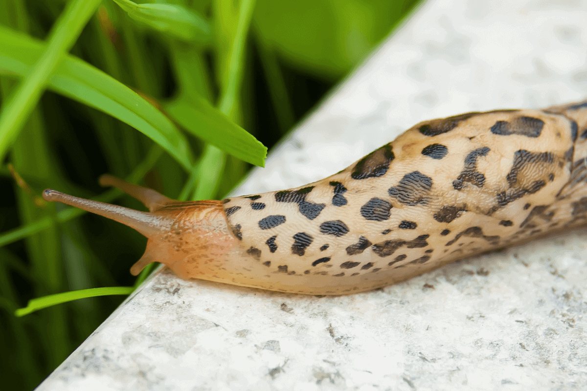 How to Get Rid of Slugs on Patio Using Beer - Free to Flower