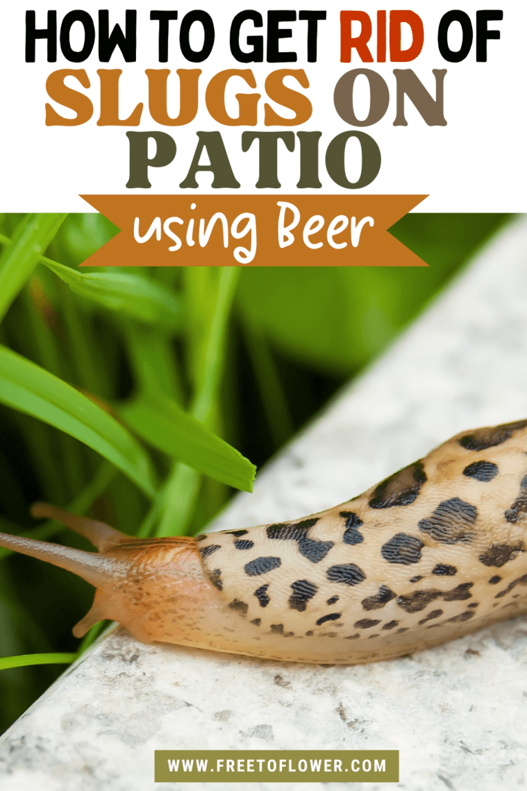 How to Get Rid of Slugs on Patio Using Beer - Free to Flower