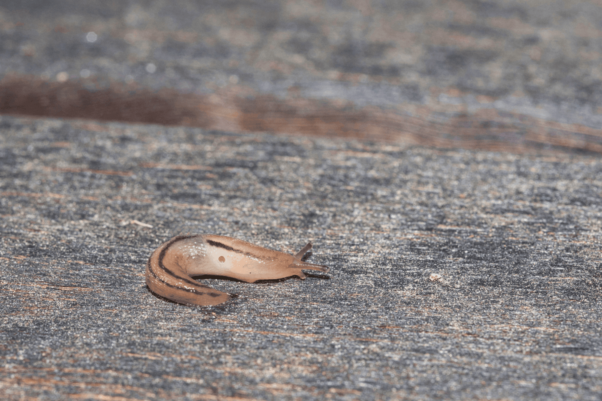 How to Get Rid of Slugs on Patio Using Beer - Free to Flower