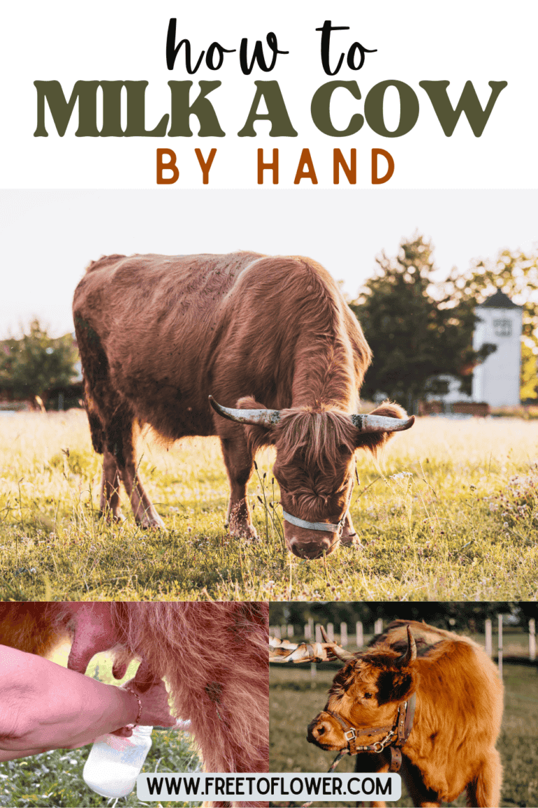 How to Milk a Cow By Hand - Free to Flower
