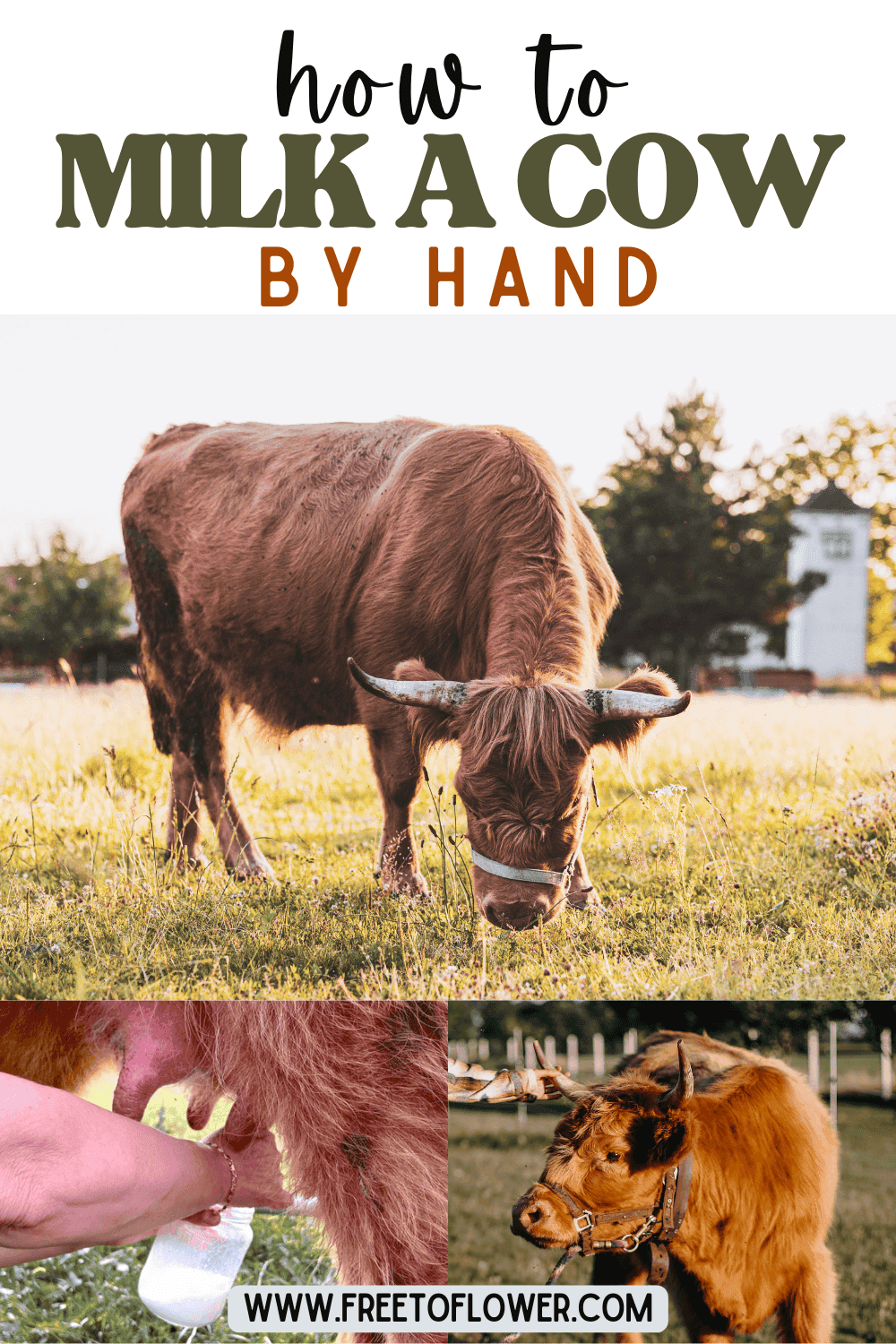 How to Milk a Cow By Hand - Free to Flower